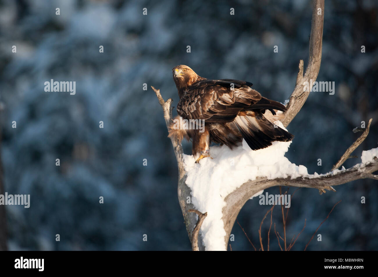 Kale boom hi-res stock photography and images - Alamy