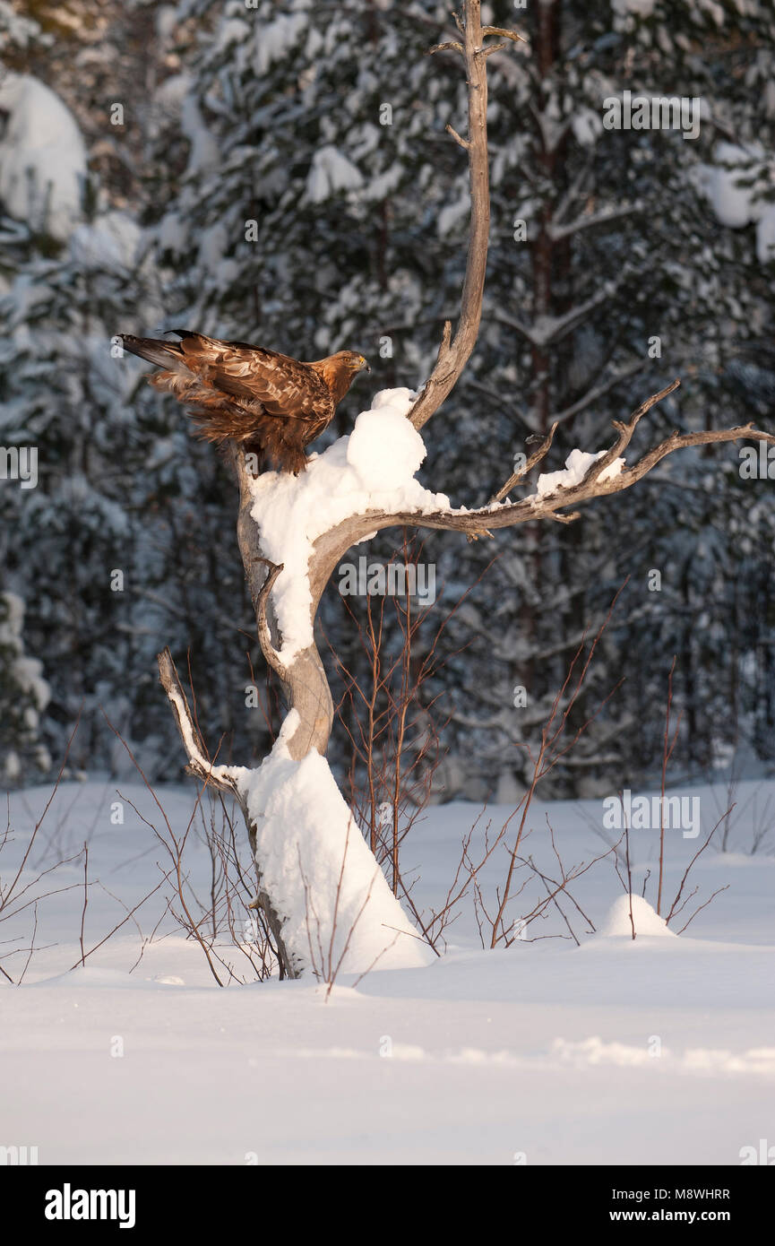 Kale boom hi-res stock photography and images - Alamy