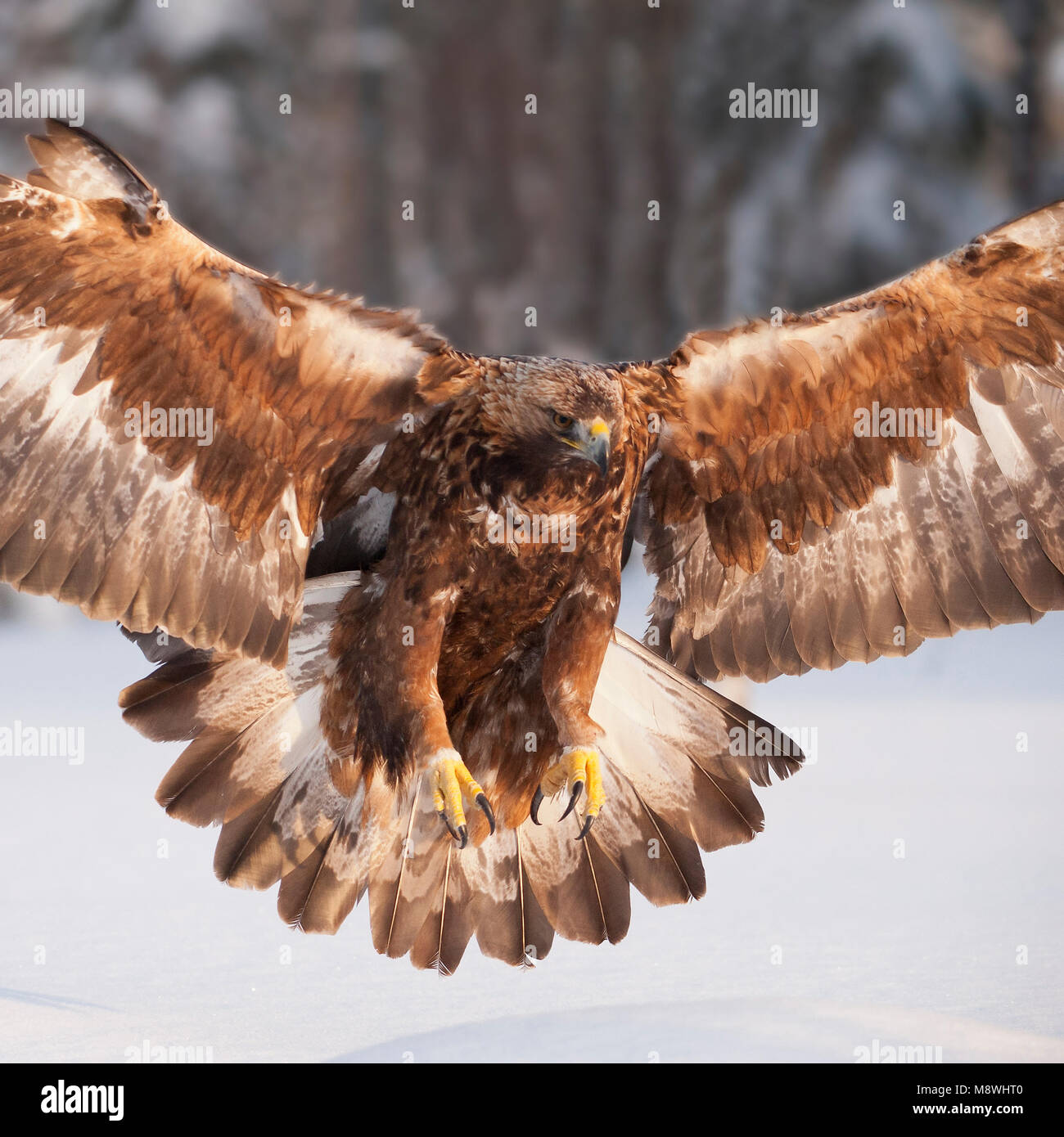 Golden eagle landing hi-res stock photography and images - Alamy