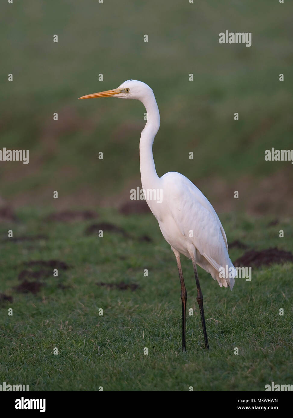 Grande fauna hi-res stock photography and images - Alamy