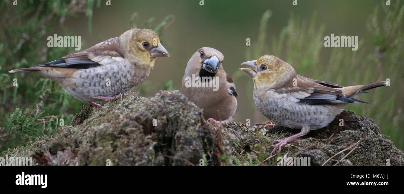 Young hawfinch hi-res stock photography and images - Alamy