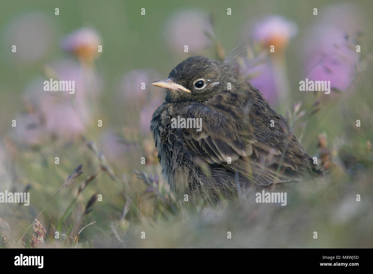 Juveline hi-res stock photography and images - Alamy