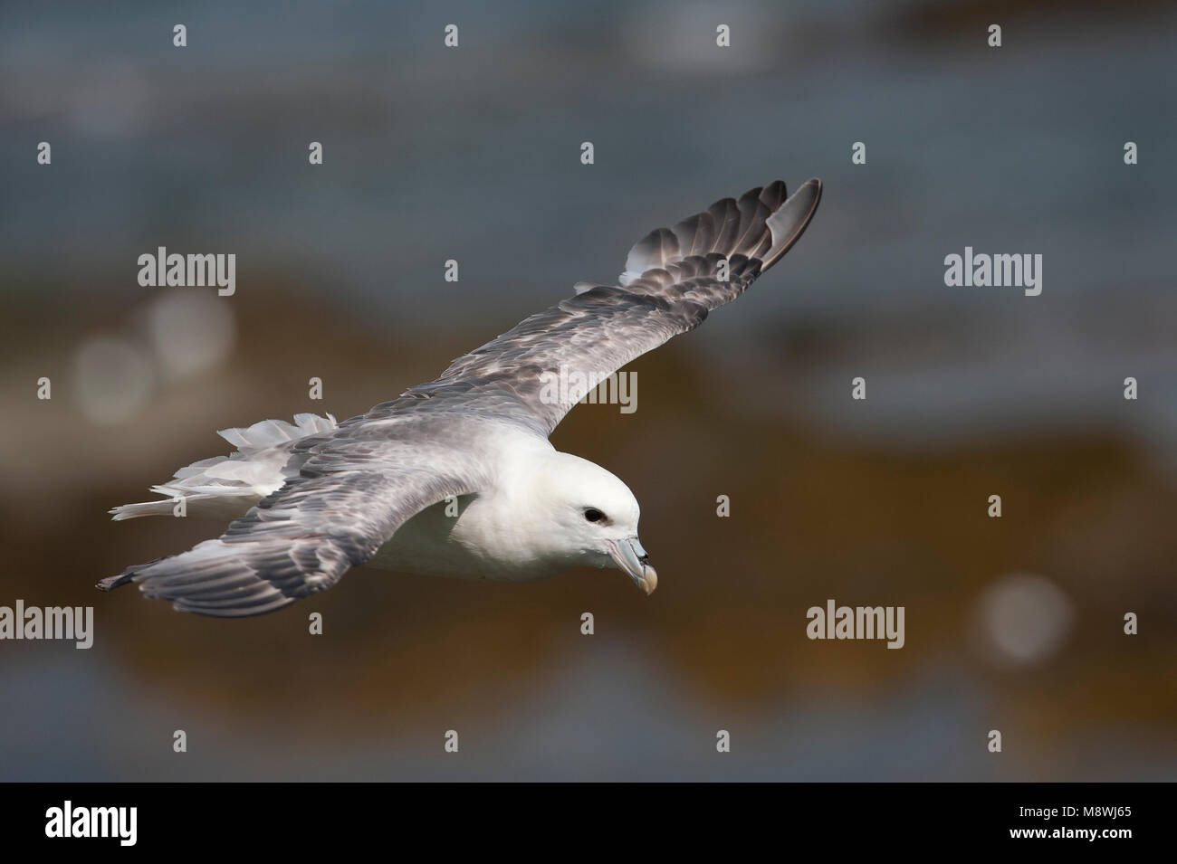 Noordse stormvogel in vlucht; flightshot Fulmar Stock Photo - Alamy
