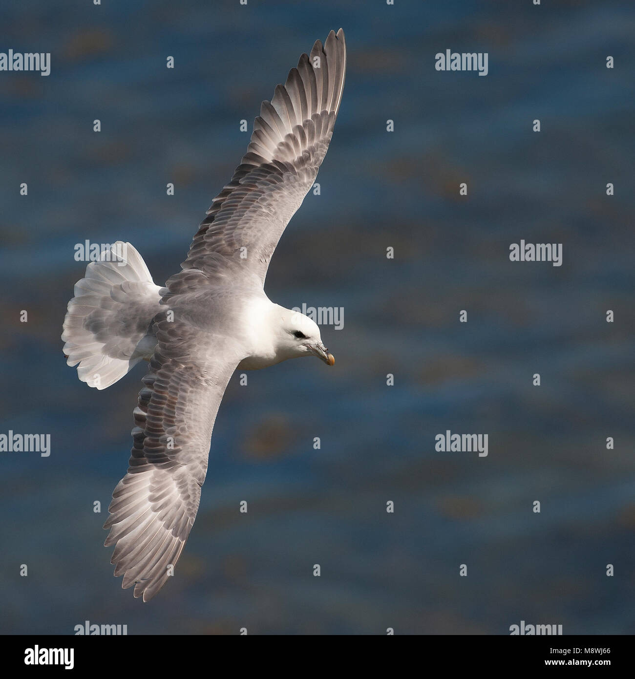 Vliegbeeld noordse stormvogel hi-res stock photography and images - Alamy