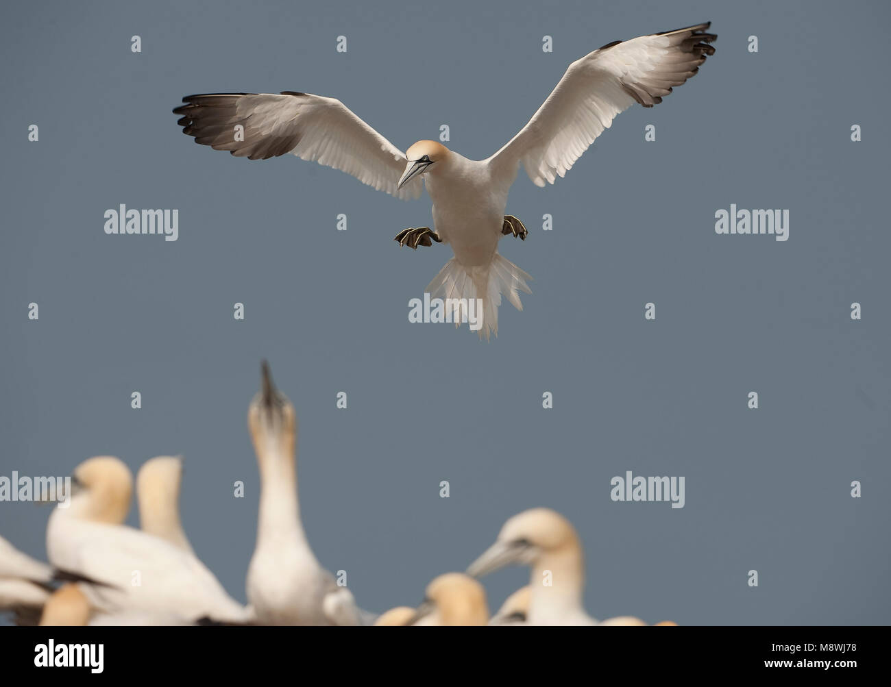 Jan-van-gent vliegend boven kolonie; Northern Gannet flying above ...