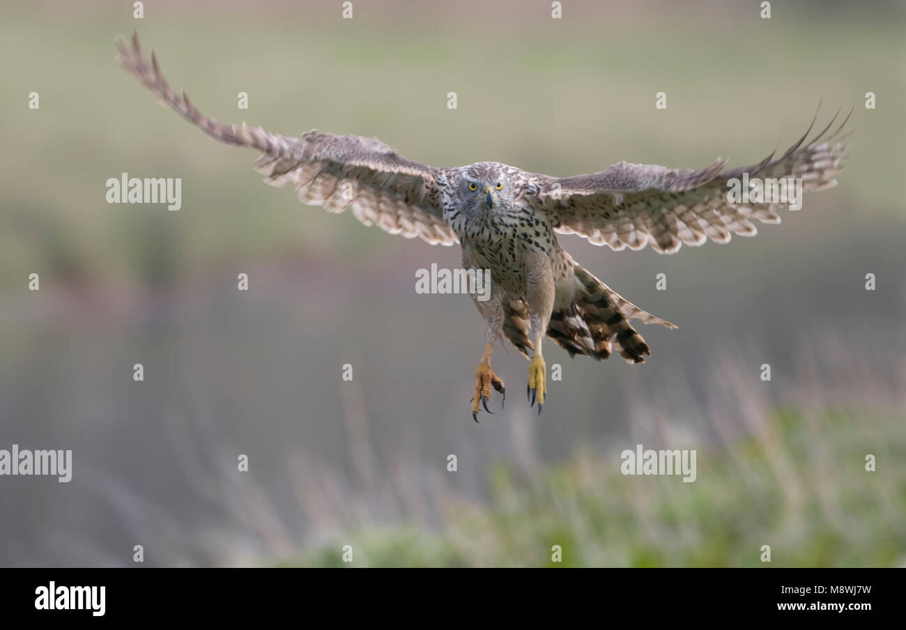 Goshawk flying hi-res stock photography and images - Alamy