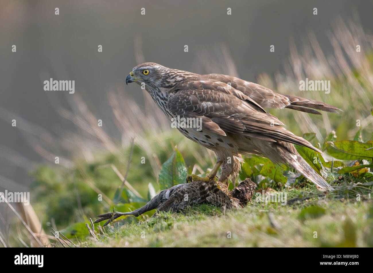 Juveniele Havik met prooi; Juvenile Northern Goshawk with prey Stock ...