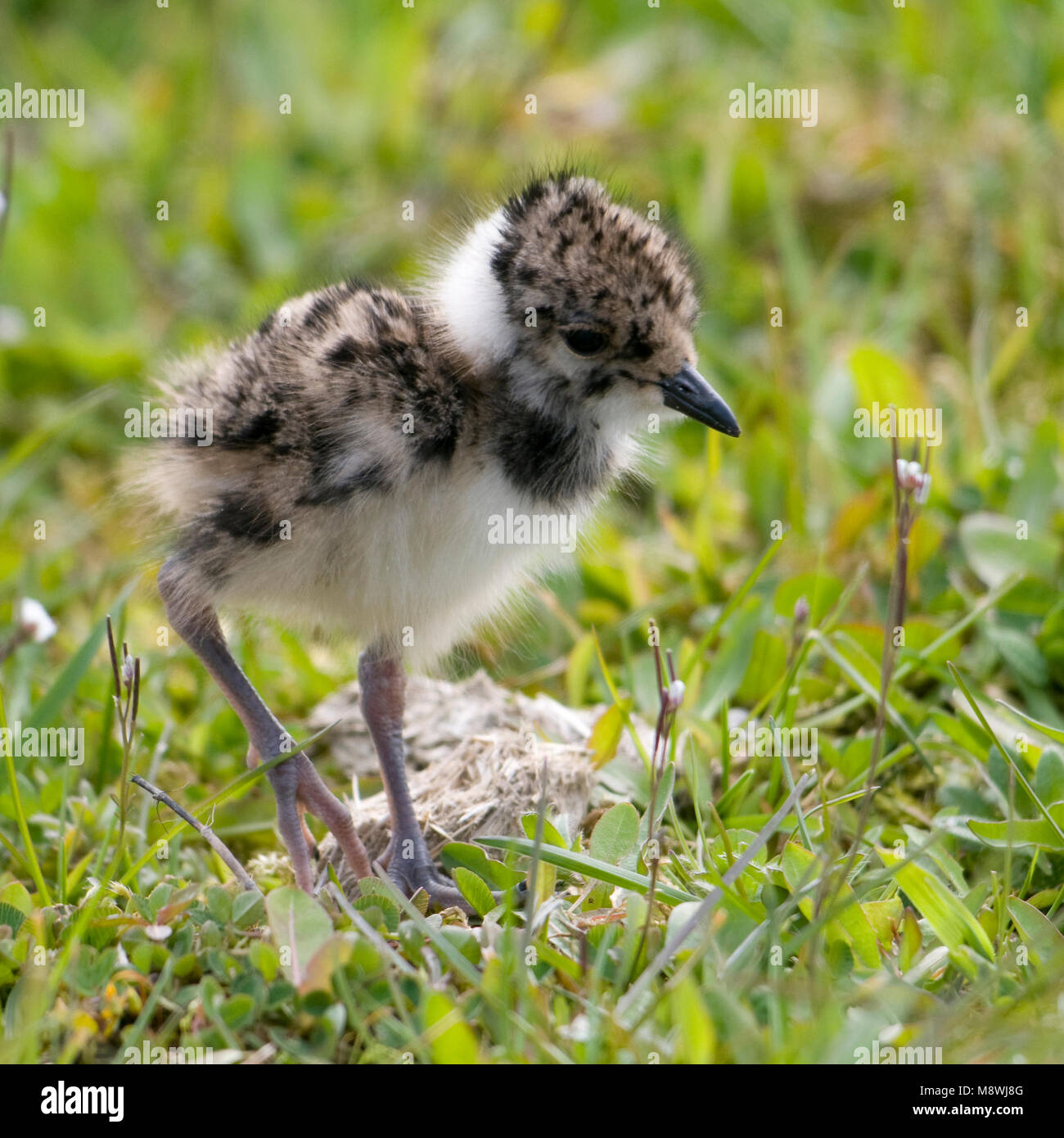 Kievit jong; Northern Lapwing young Stock Photo - Alamy