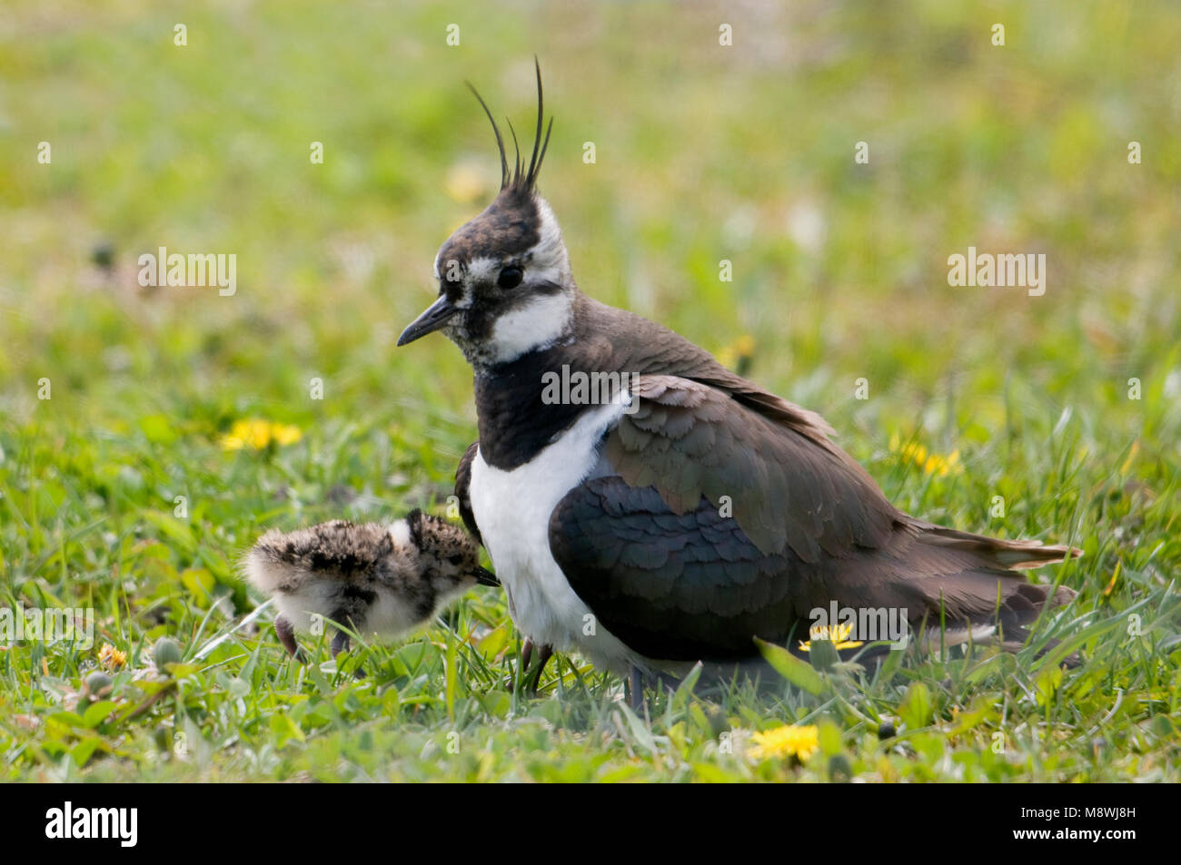 Kievit met jong; Northern Lapwing with pul Stock Photo - Alamy