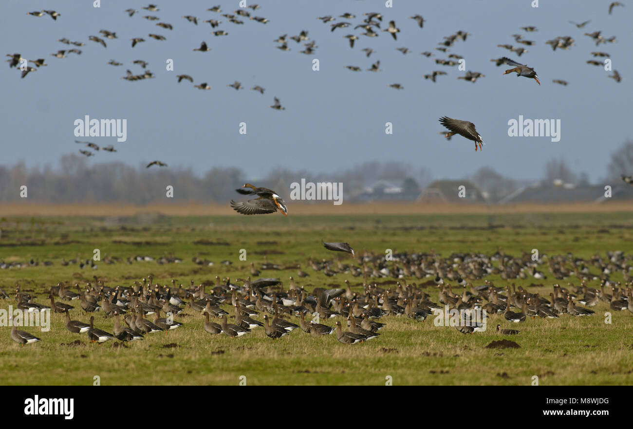 Grote groep overwinterende Brandganzen en Kolganzen; Large group of ...