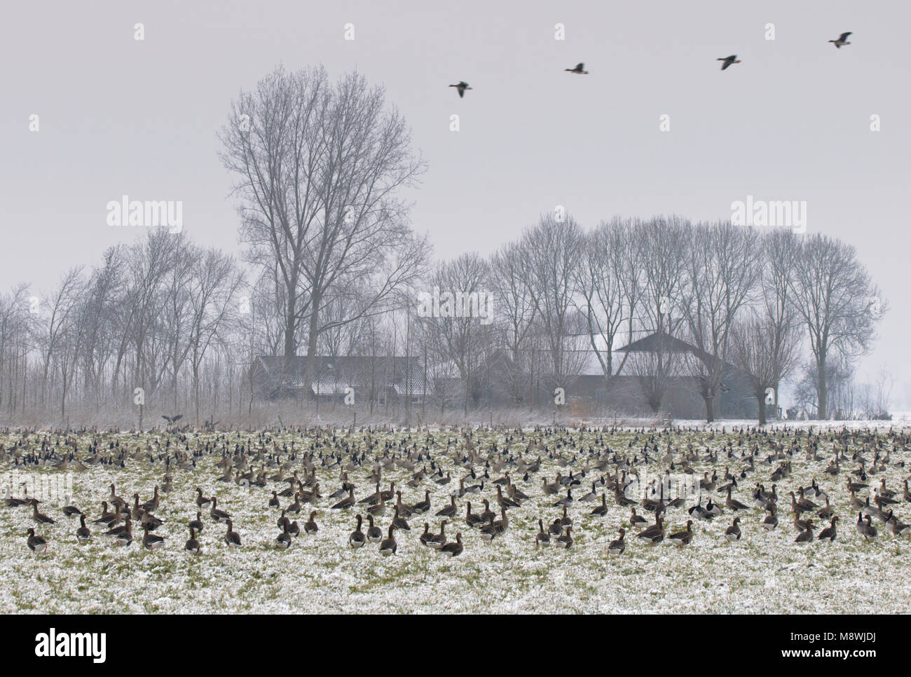 Grote groep overwinterende Brandganzen en Kolganzen; Large group of ...