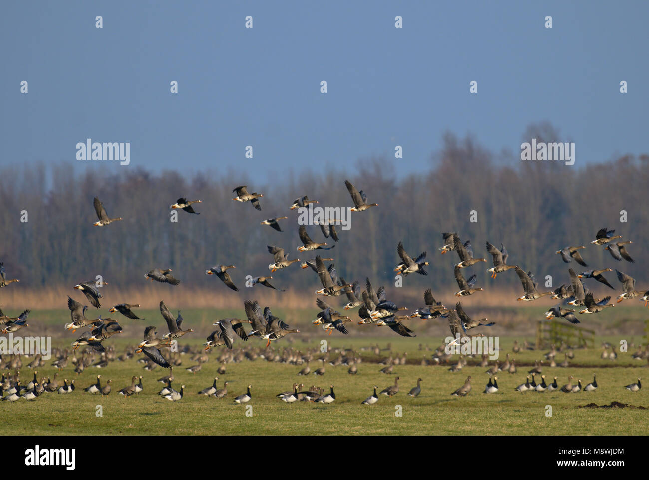 Grote groep overwinterende Brandganzen en Kolganzen; Large group of ...