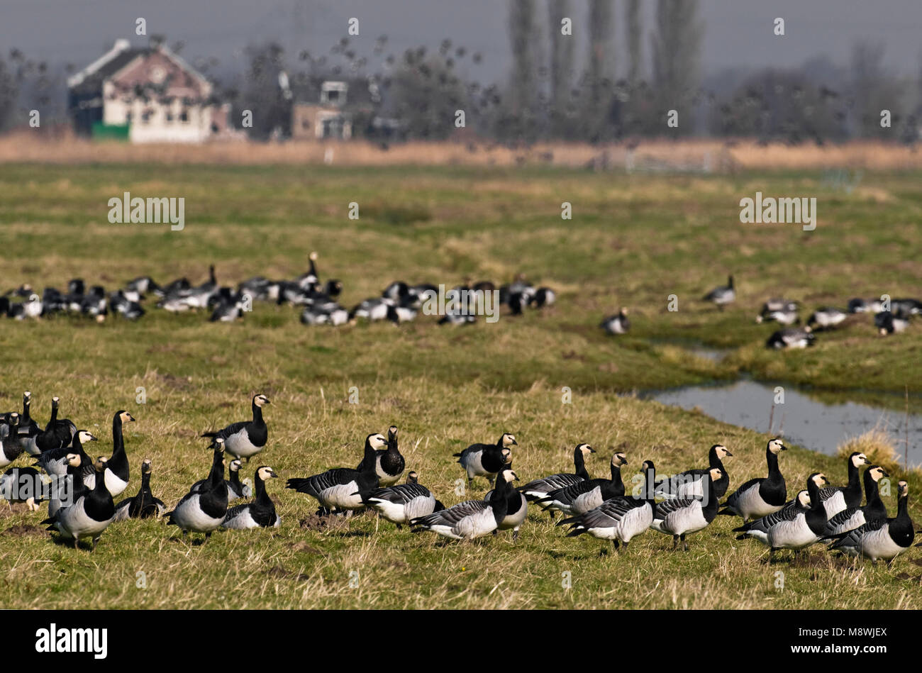 Groep Brandganzen in de polder; Group of Barnacle Geese in polder Stock ...