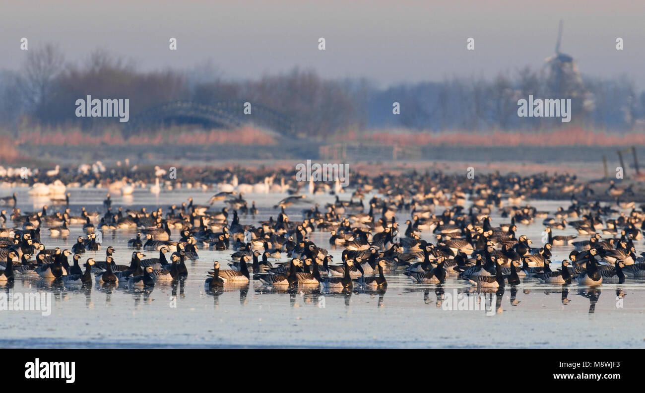 Groep Brandganzen in de polder; Group of Barnacle Geese in polder Stock ...
