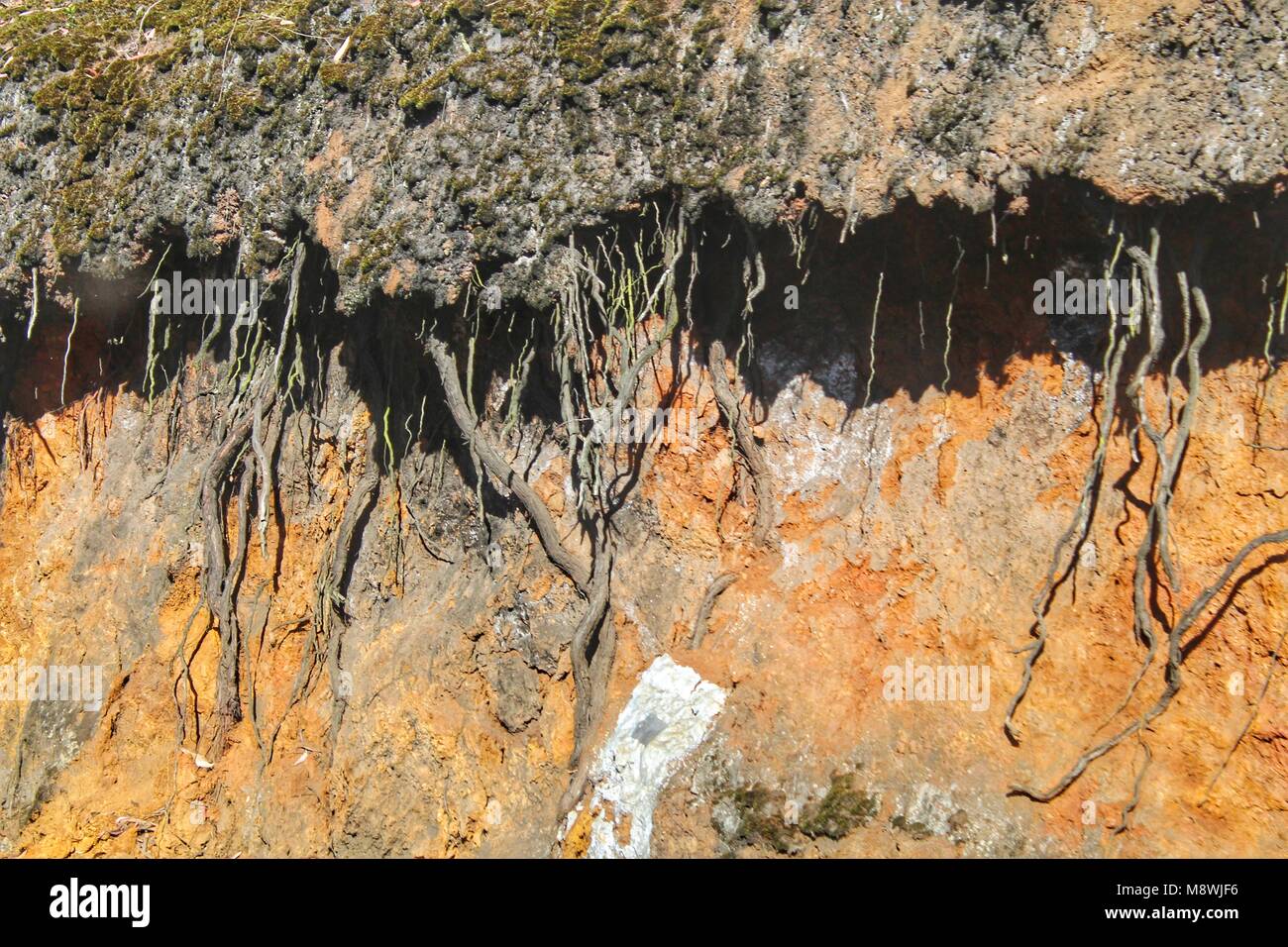 tree , terracing , roots , ground , ooty , kodaikanal Stock Photo - Alamy