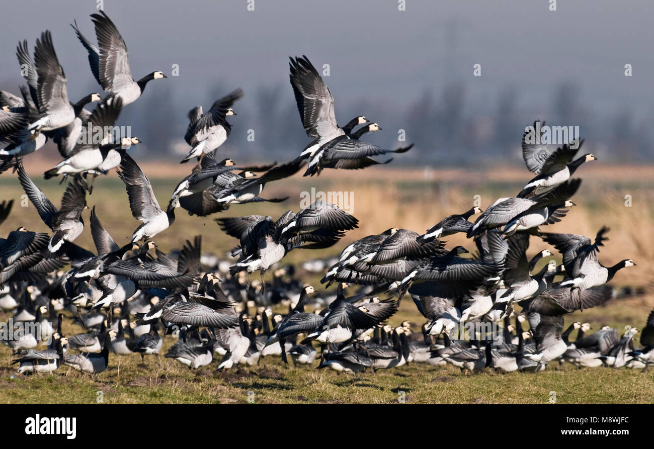 Groep Brandganzen in de vlucht; Group of Barnacle Geese in flight Stock ...