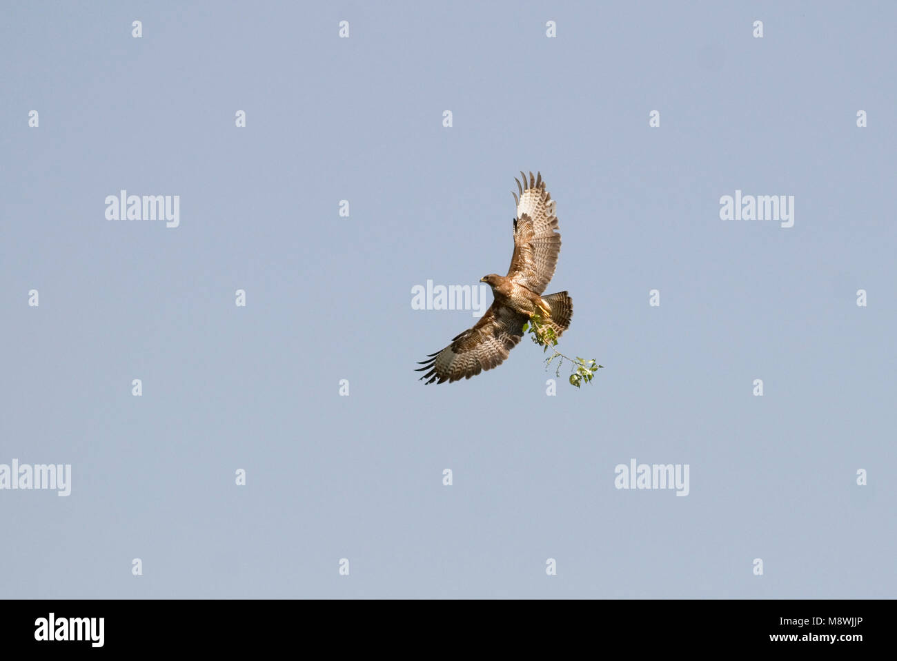 Buteo buteo common buzzard nest hi-res stock photography and images - Alamy