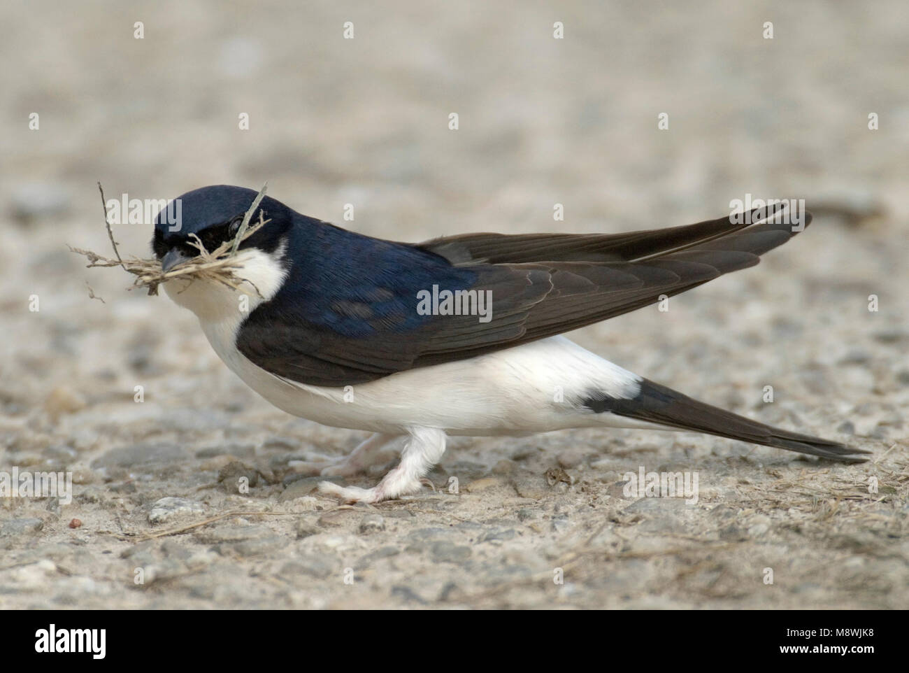 Huiszwaluw verzameld nestmateriaal; Common House Martin collecting nest ...