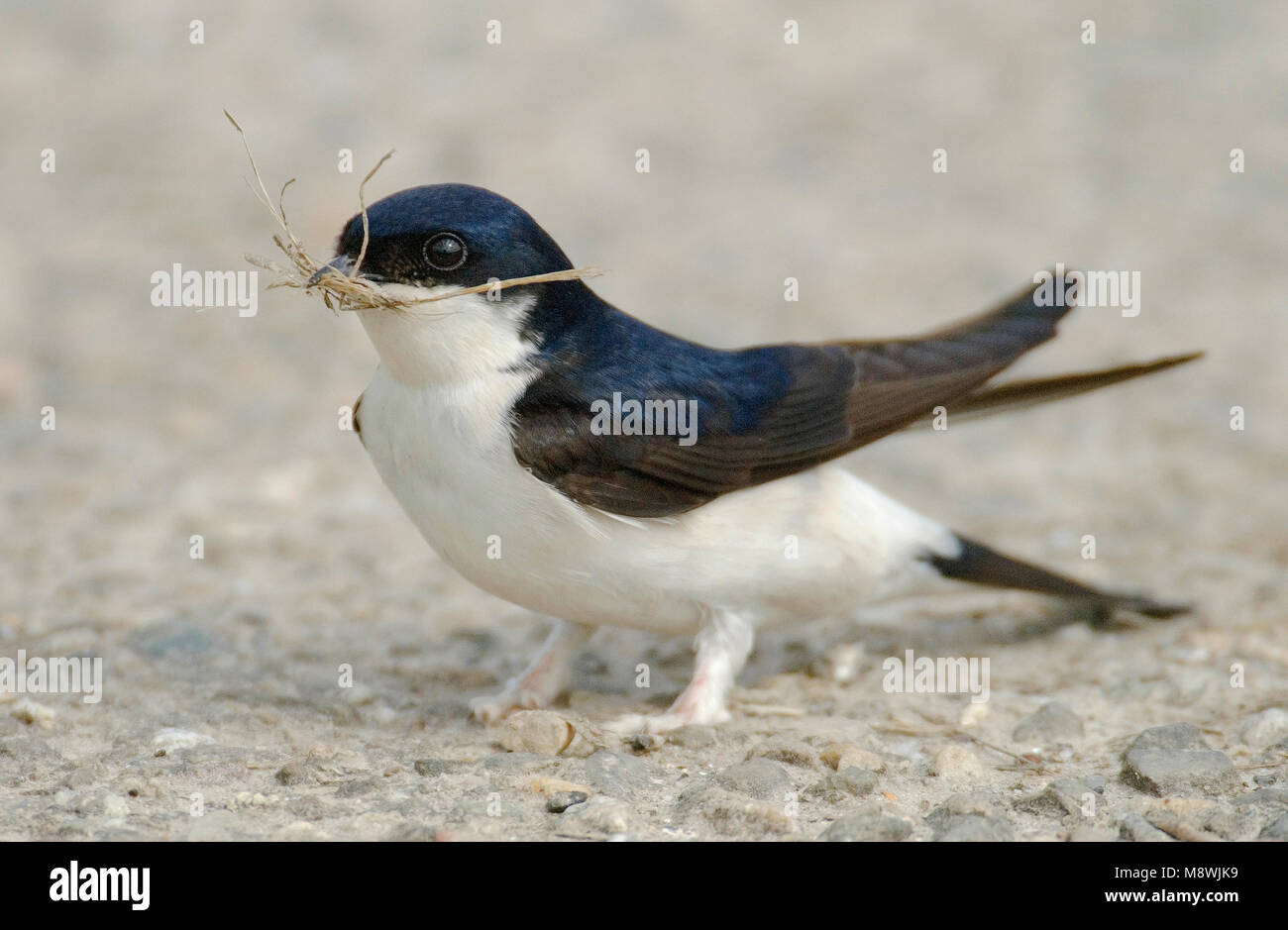 Huiszwaluw verzameld nestmateriaal; Common House Martin collecting nest ...