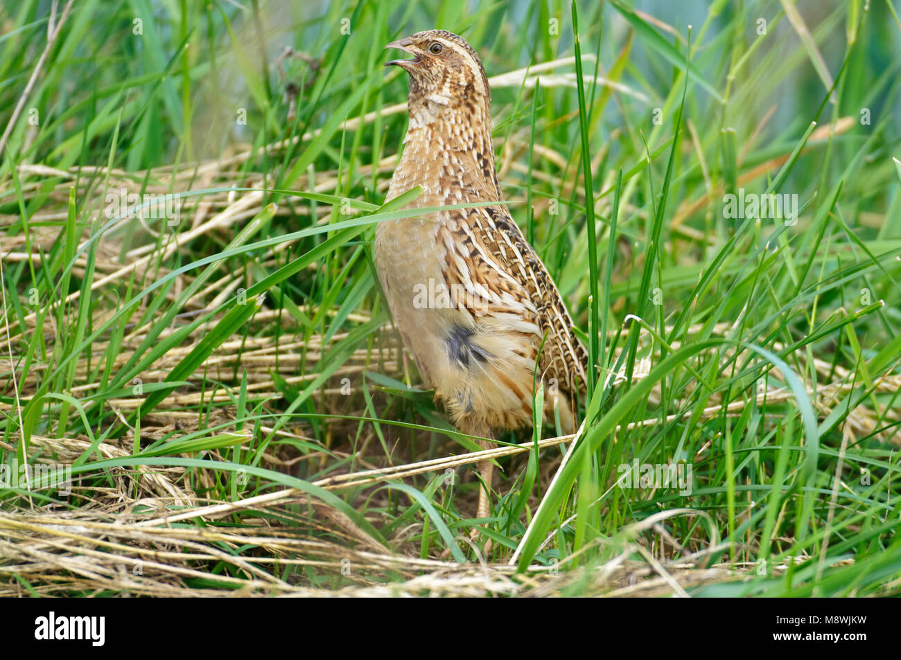 Roepende Kwartel; Calling Common Quail Stock Photo - Alamy