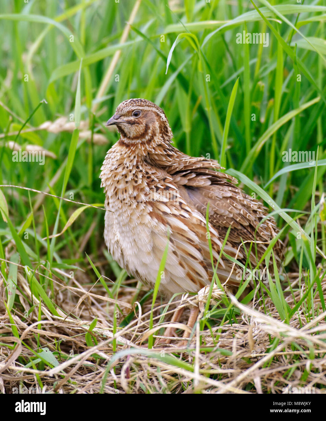 Kwartel in akker; Common Quail in farm land Stock Photo - Alamy