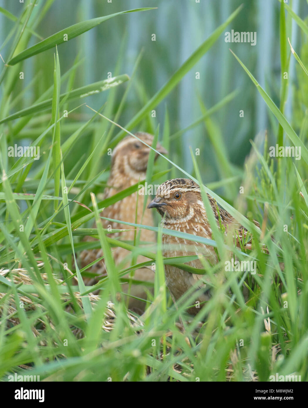 Kwartel in akker; Common Quail in farm land Stock Photo - Alamy