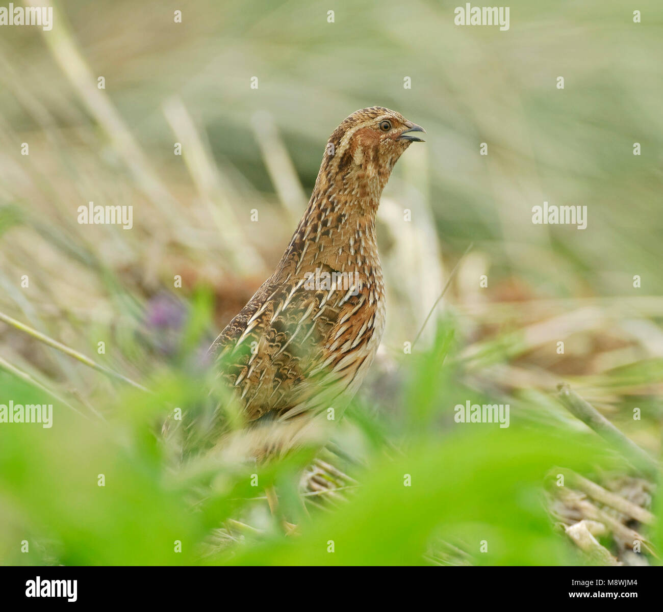 Roepende Kwartel; Calling Common Quail Stock Photo - Alamy