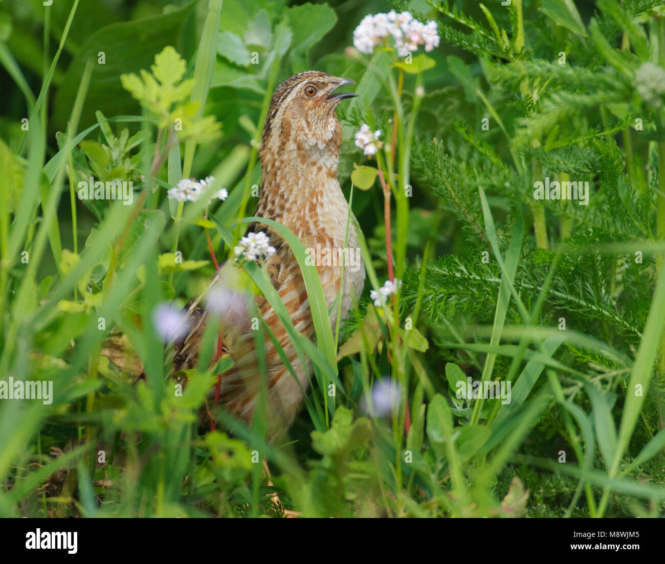 Roepende Kwartel; Calling Common Quail Stock Photo - Alamy