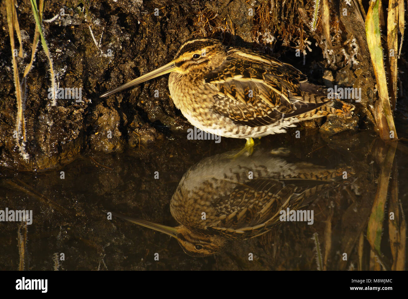 Watersnip in slootkant; Common Snipe in side of ditch Stock Photo - Alamy