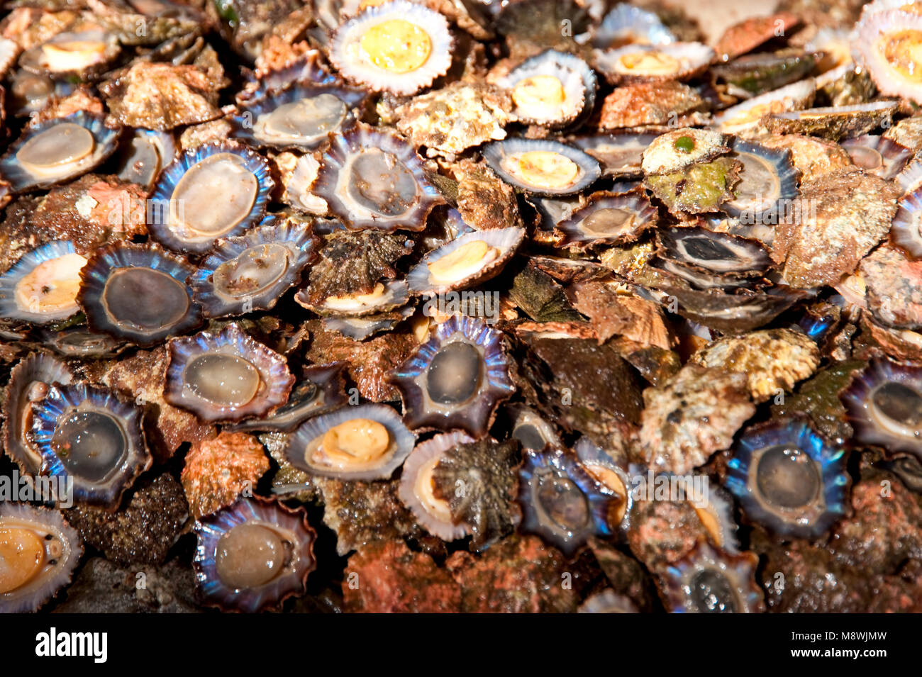 Madeira shells hi-res stock photography and images - Alamy