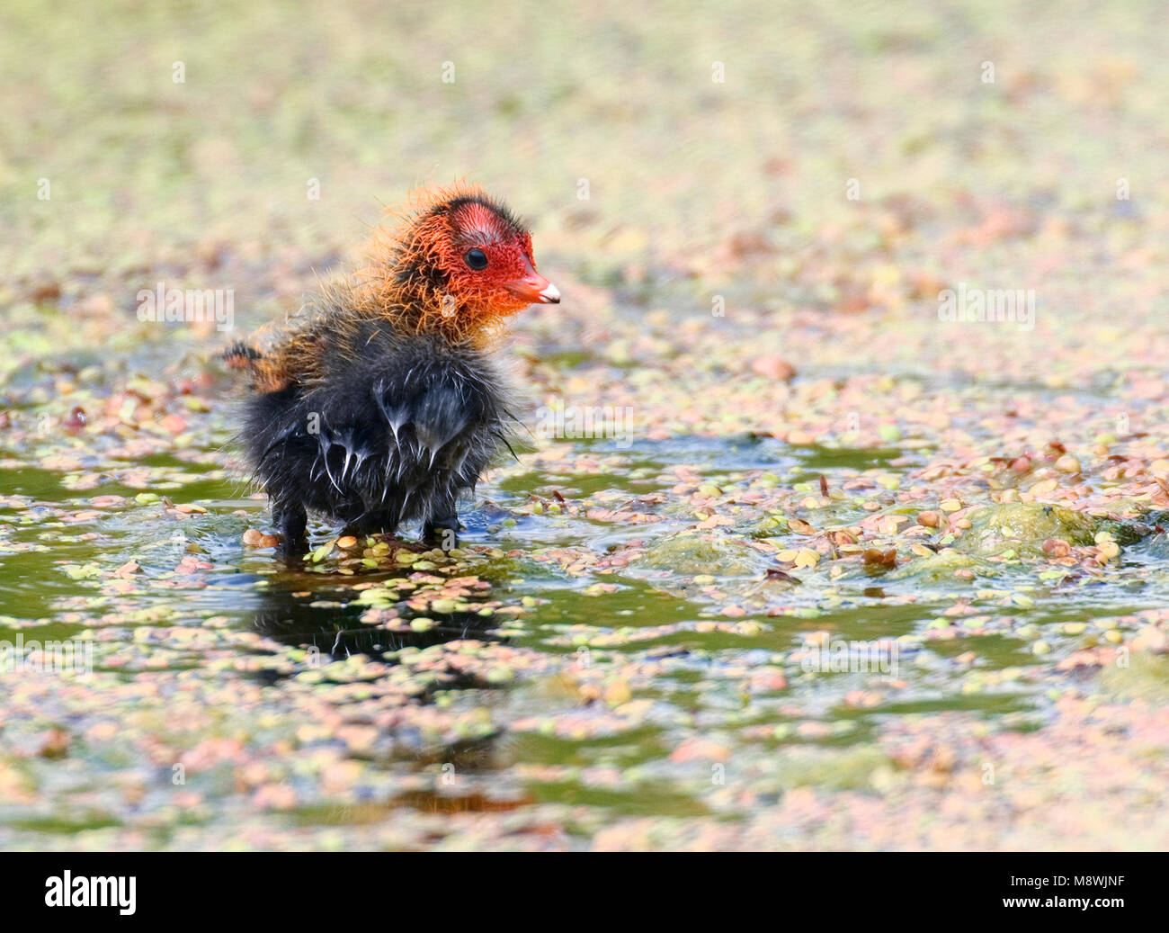 Jonge Meerkoet; Juvenile Eurasian Coot Stock Photo - Alamy