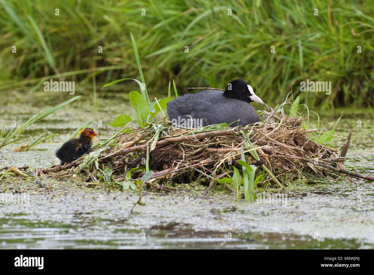 Meerkoet op nest met jong; Eurasian Coot at nest with Juvenile Stock ...