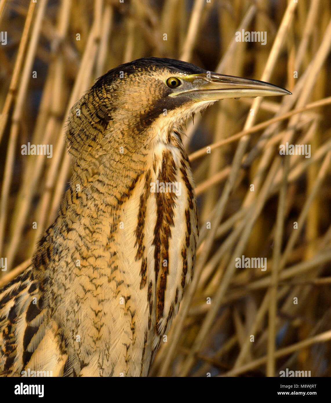 The eurasian bittern botaurus stellaris in the reed bed hi-res stock ...