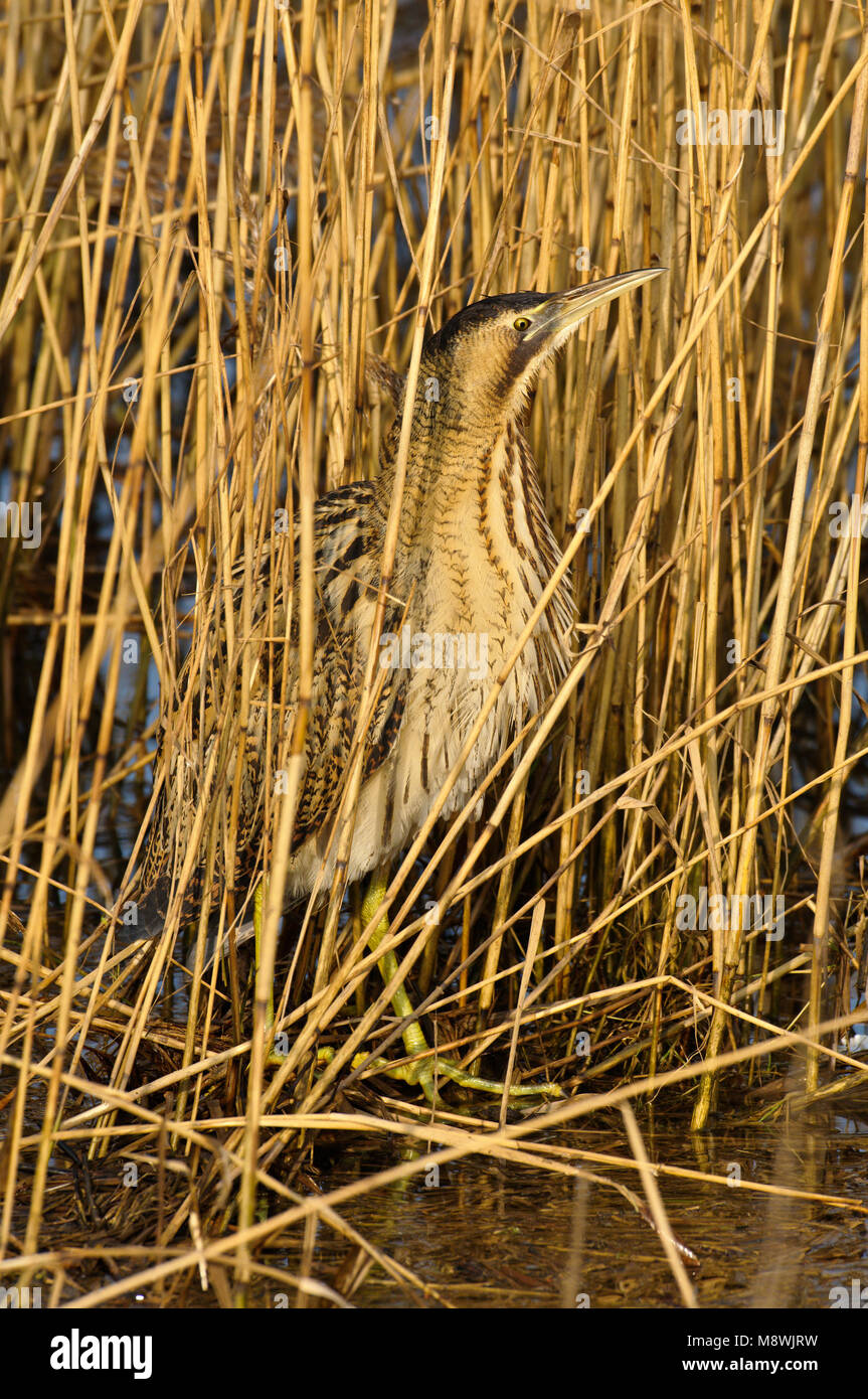 Roerdomp in rietveld; Eurasian Bittern in reed bed Stock Photo - Alamy