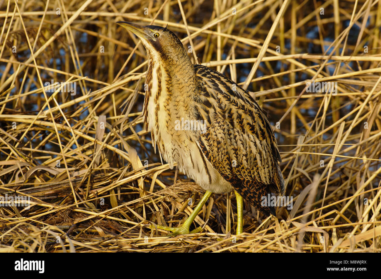 Bittern in reed bed hi-res stock photography and images - Alamy