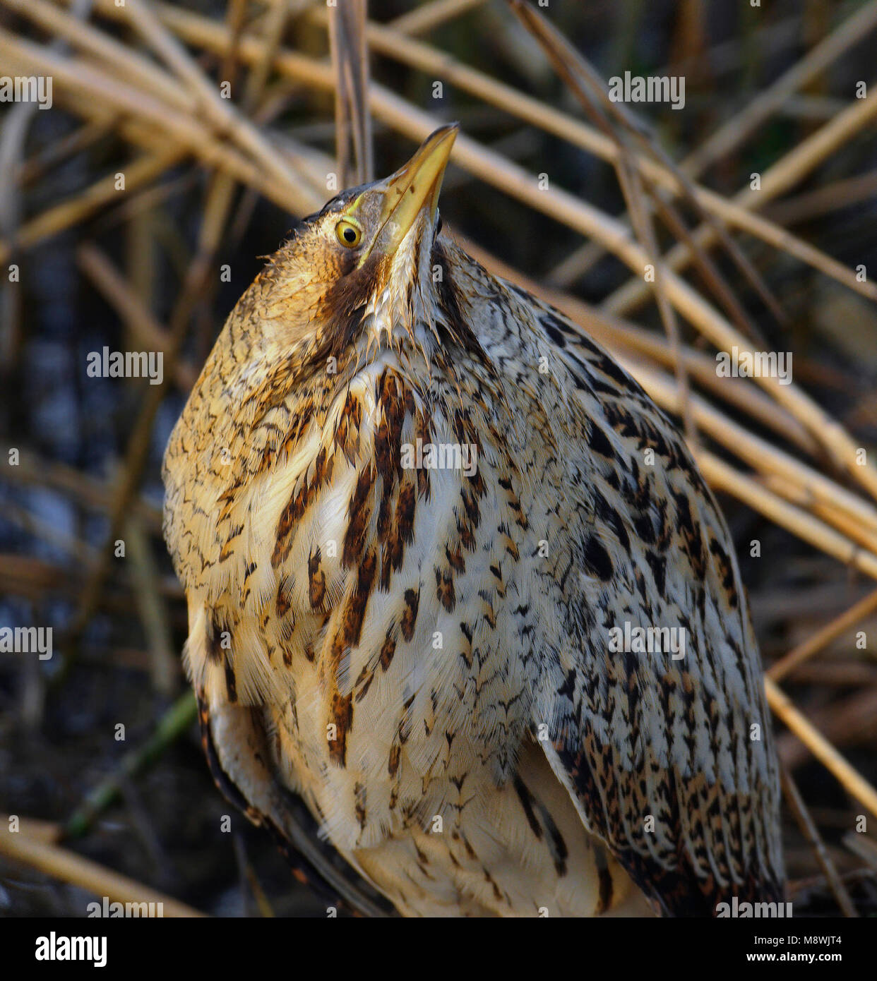 Roerdomp in rietveld; Eurasian Bittern in reed bed Stock Photo - Alamy