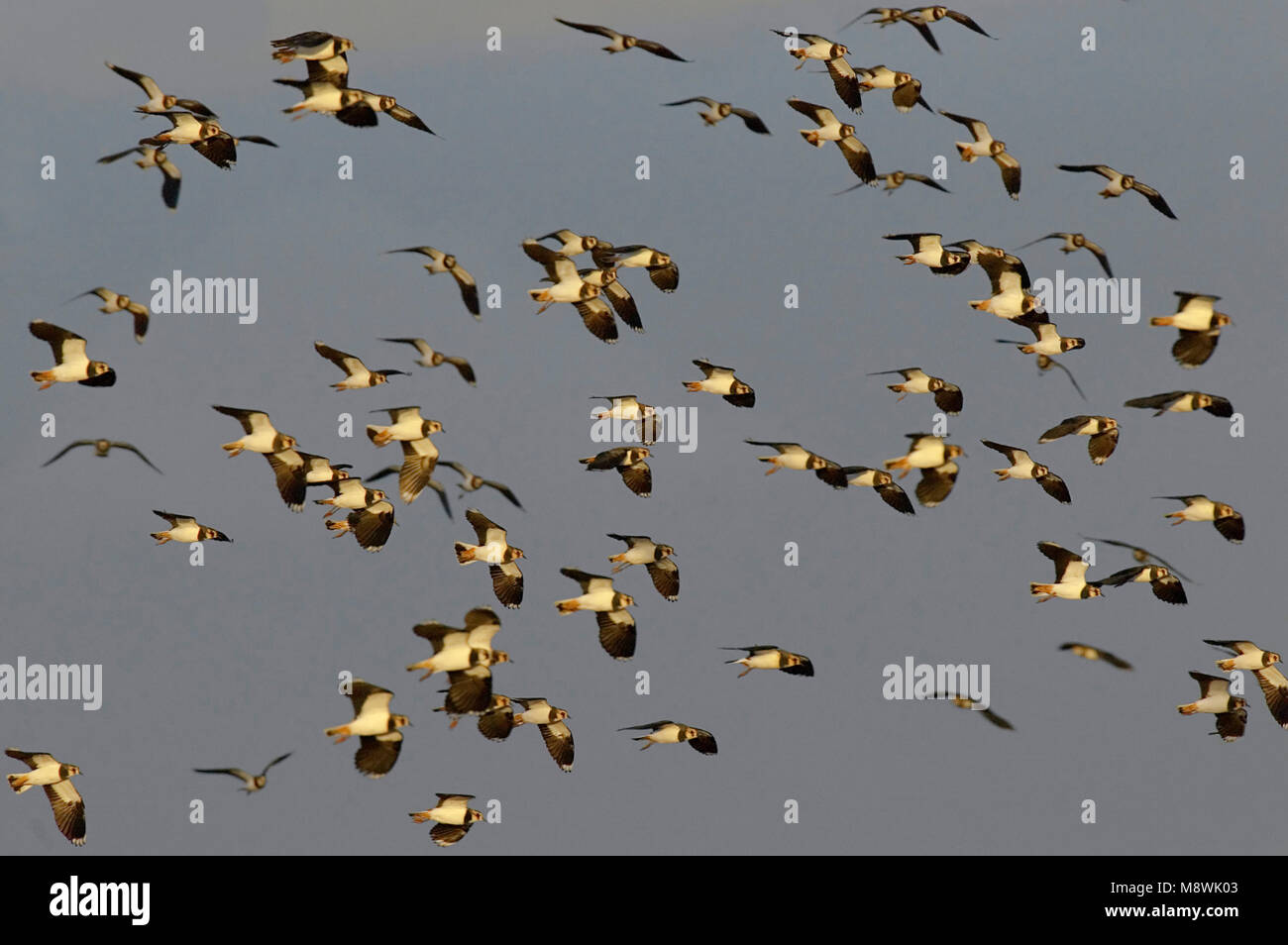 Kievit in vlucht; Northern Lapwing in flight Stock Photo - Alamy