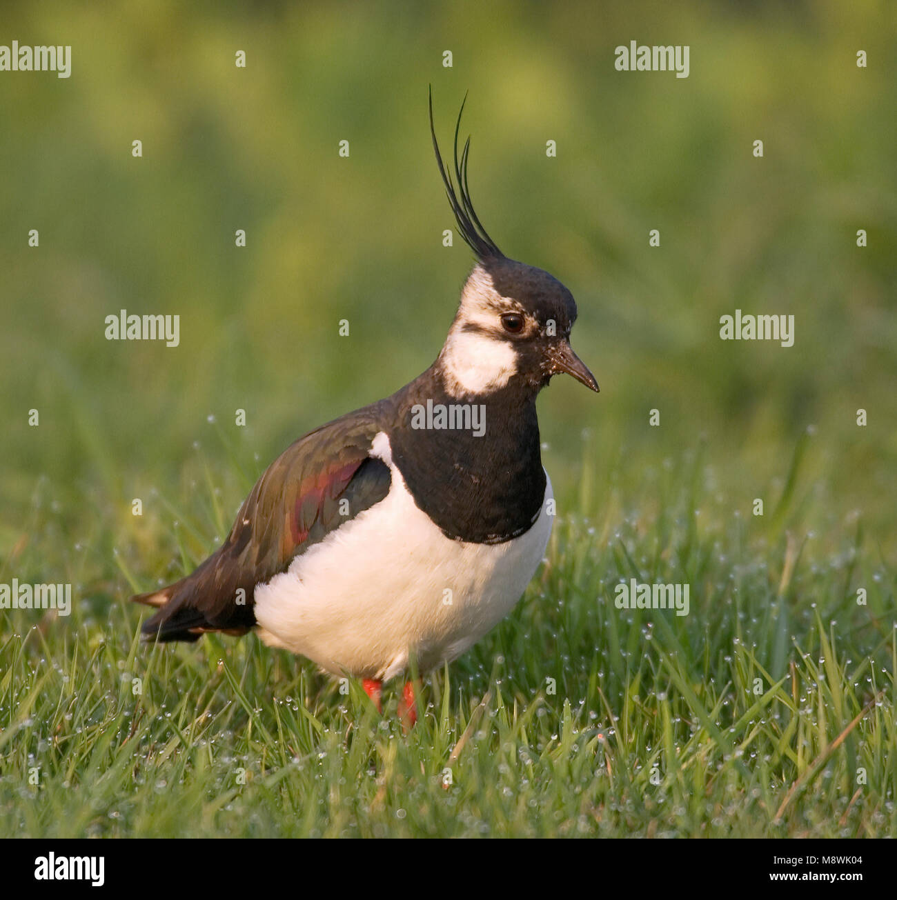 Kievit staand; Northern Lapwing perched Stock Photo - Alamy