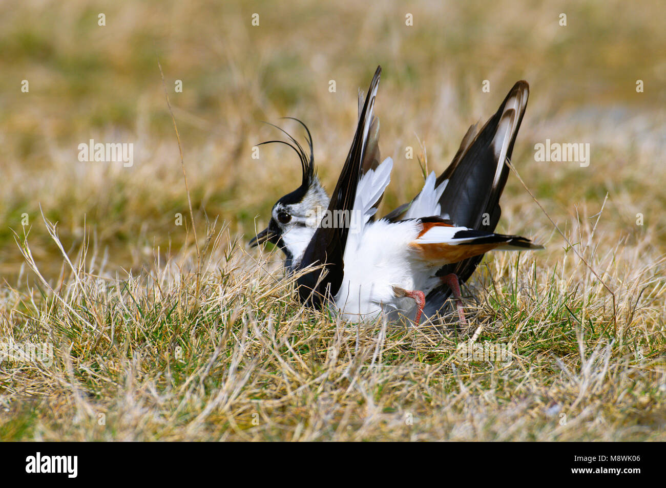 Kievit baltsend; Northern Lapwing displaying Stock Photo - Alamy