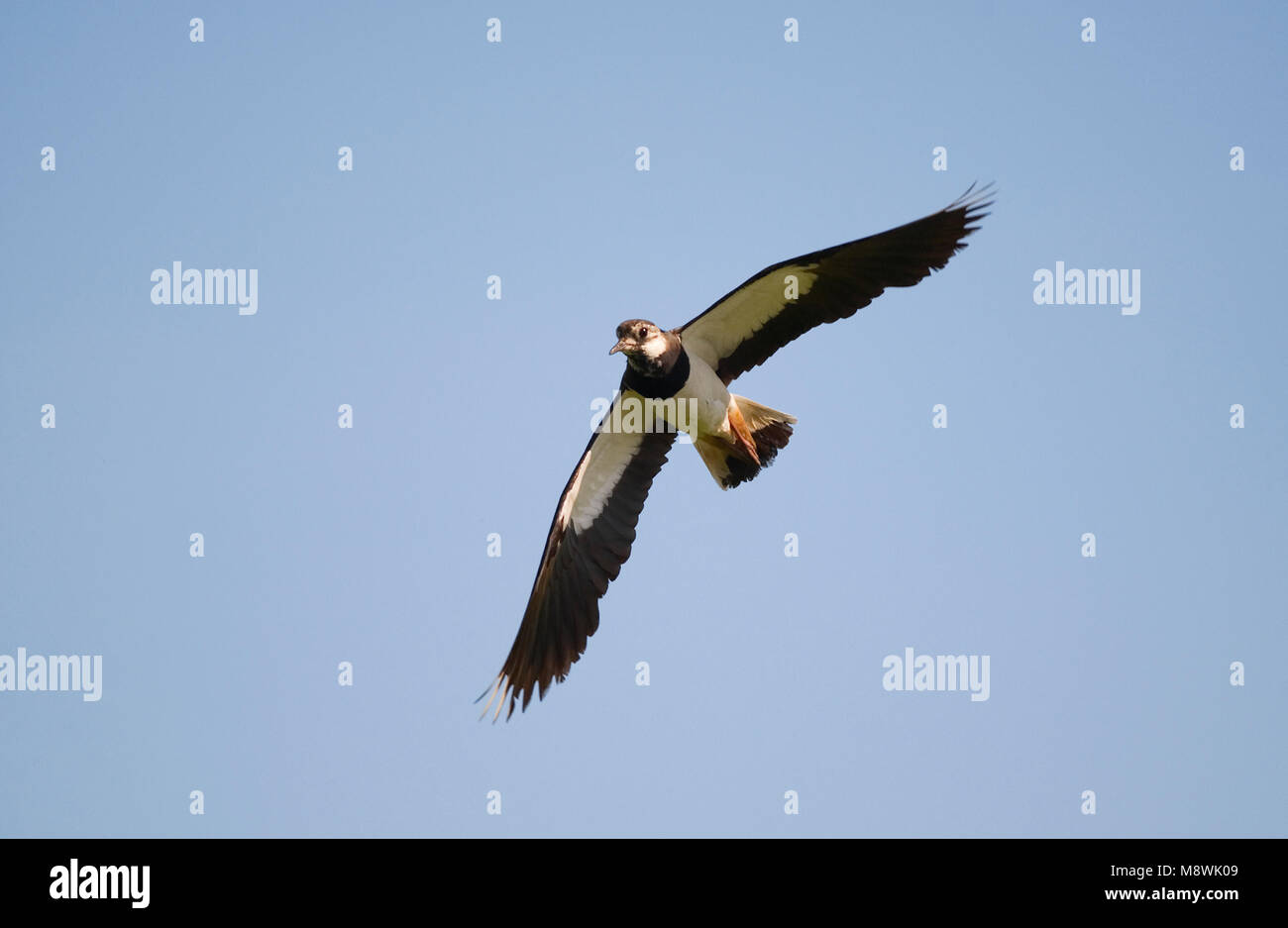 Kievit in vlucht; Northern Lapwing flying Stock Photo - Alamy