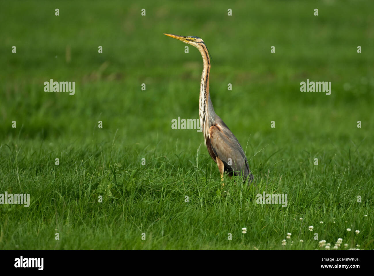 Purperreiger hi-res stock photography and images - Alamy