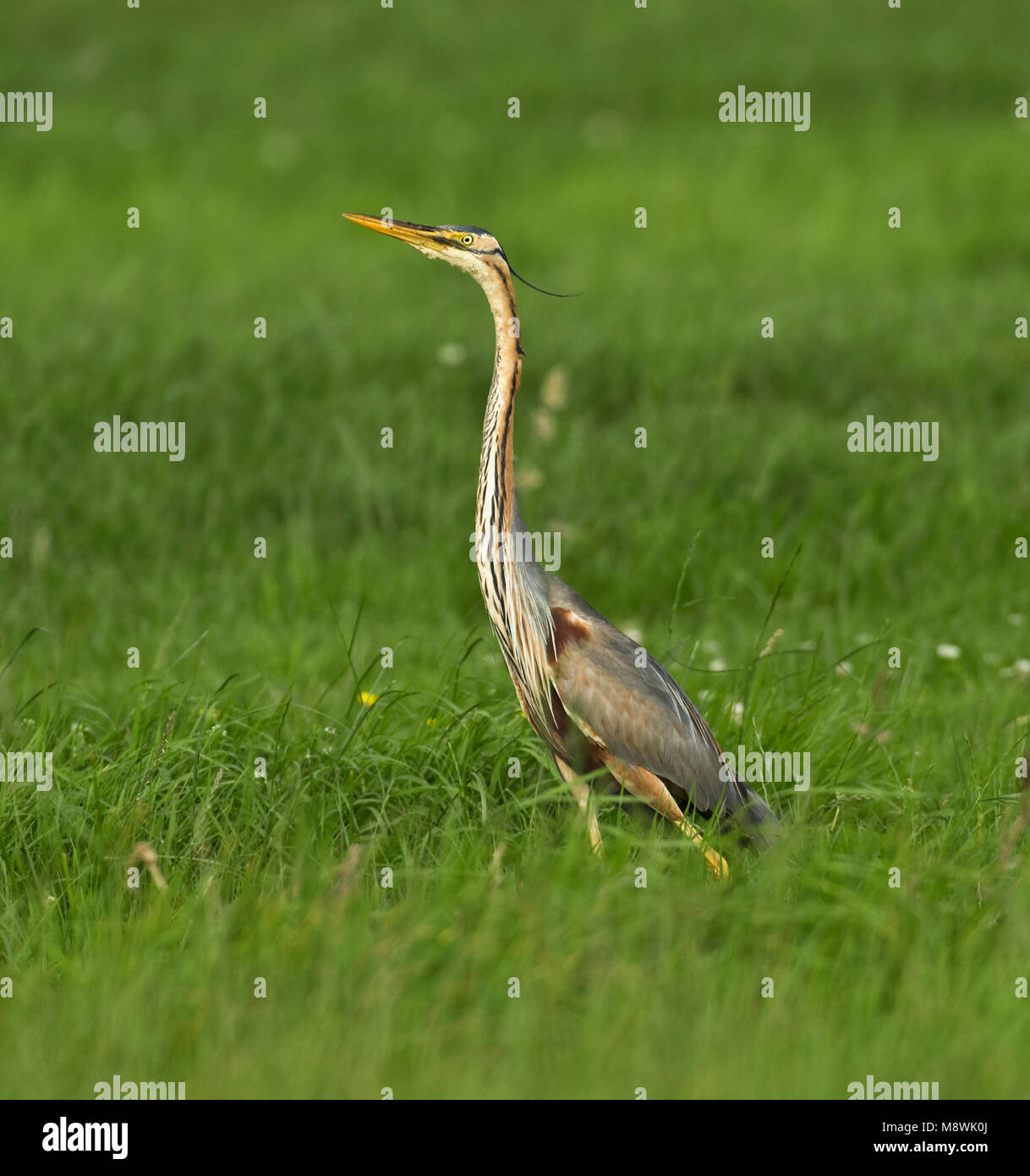Purperreiger hi-res stock photography and images - Alamy