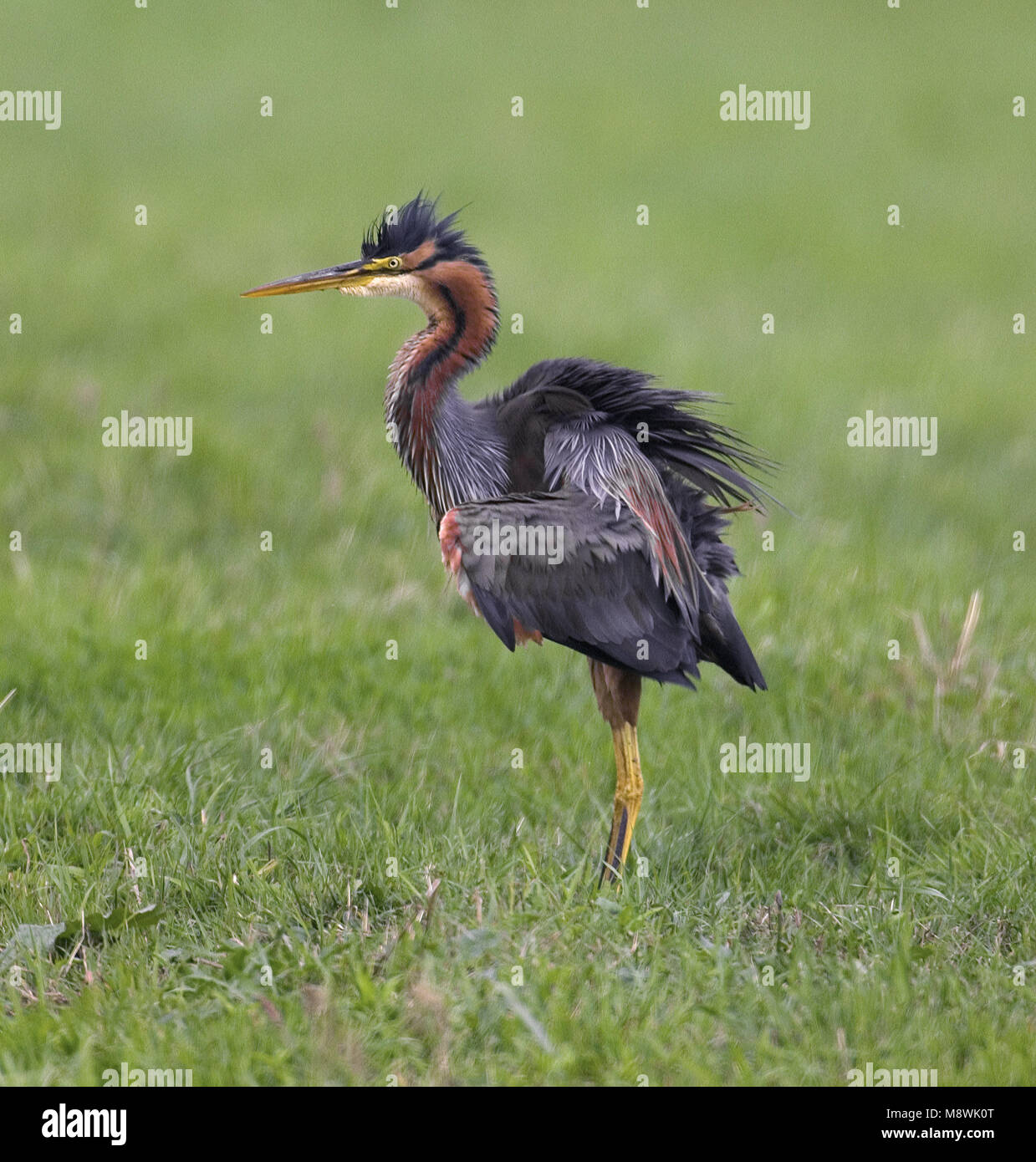 Purperreiger hi-res stock photography and images - Alamy