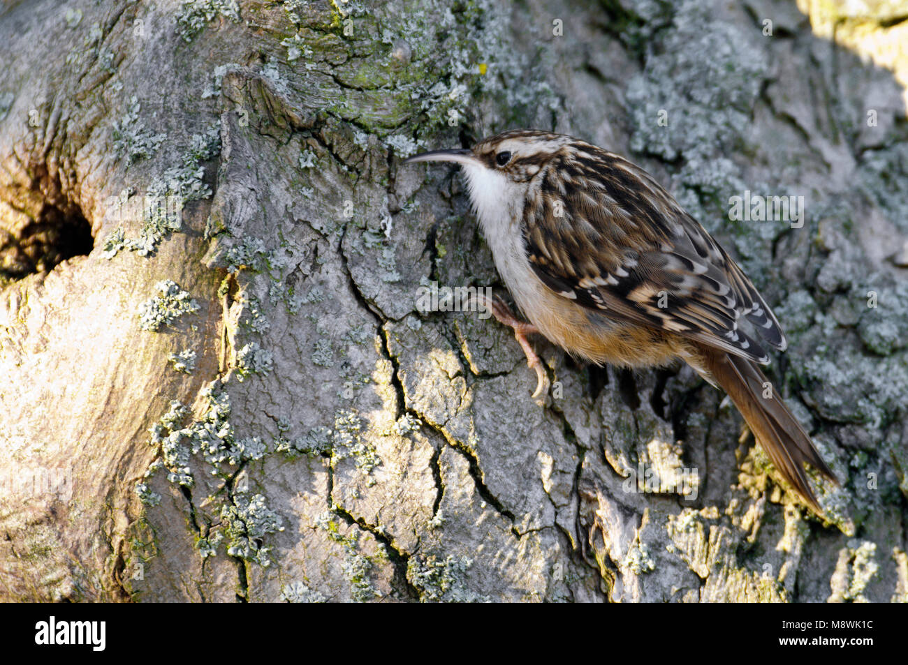 Boomkruiper tegen boomstam; Short-toed Treecreeper against tree Stock ...
