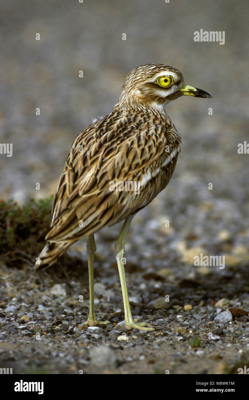 Griel; Eurasian Stone-curlew Stock Photo - Alamy