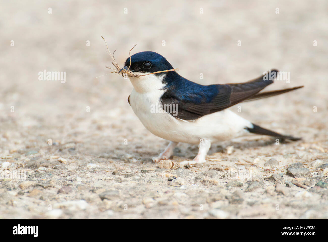 Common House Martin (Delichon urbicum) gathering nest material Stock ...