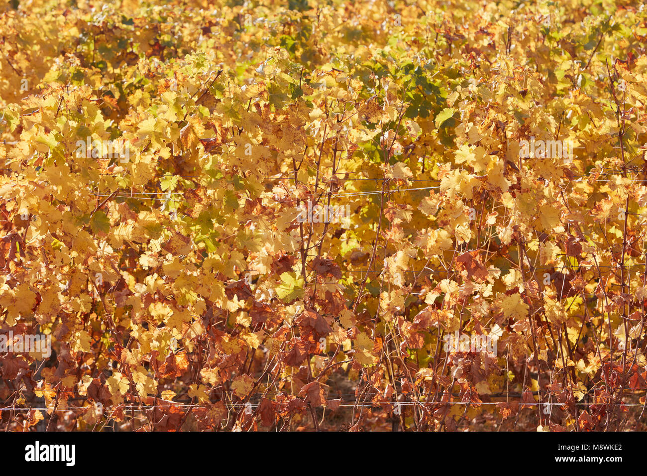 Vineyard texture hi-res stock photography and images - Alamy
