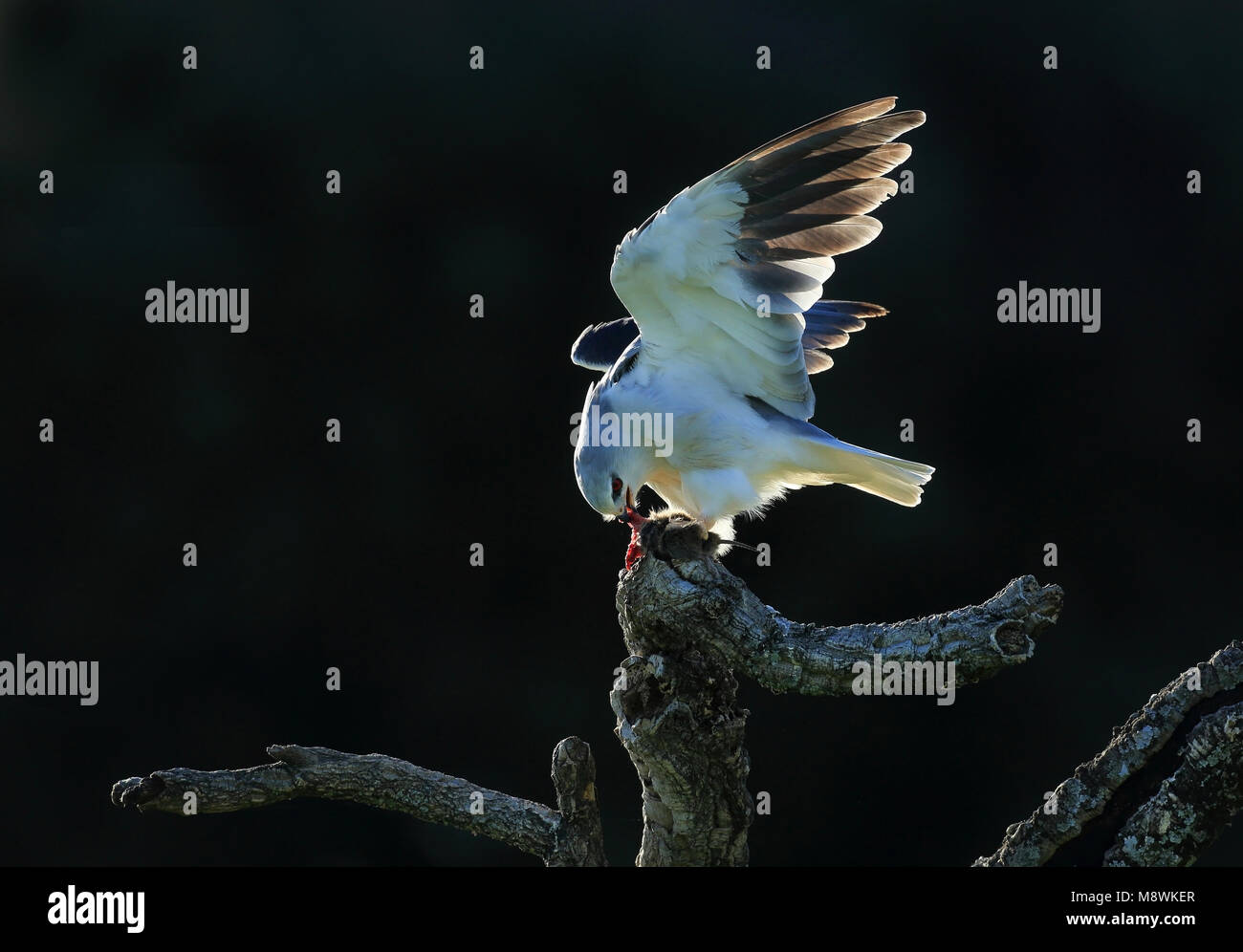 Winged mouse hi-res stock photography and images - Alamy