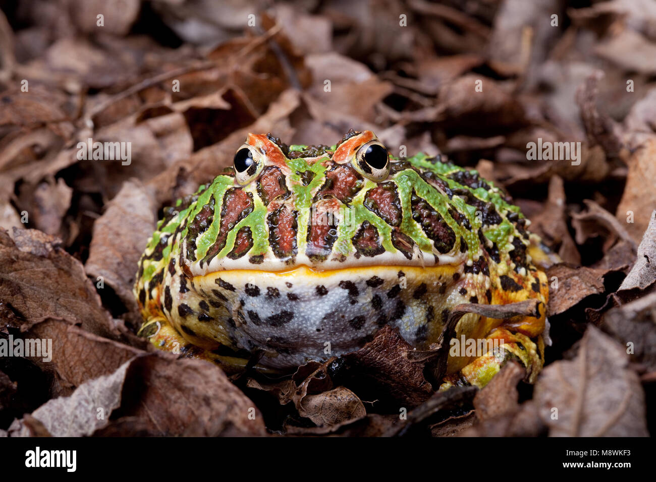 Horned toad hi-res stock photography and images - Alamy