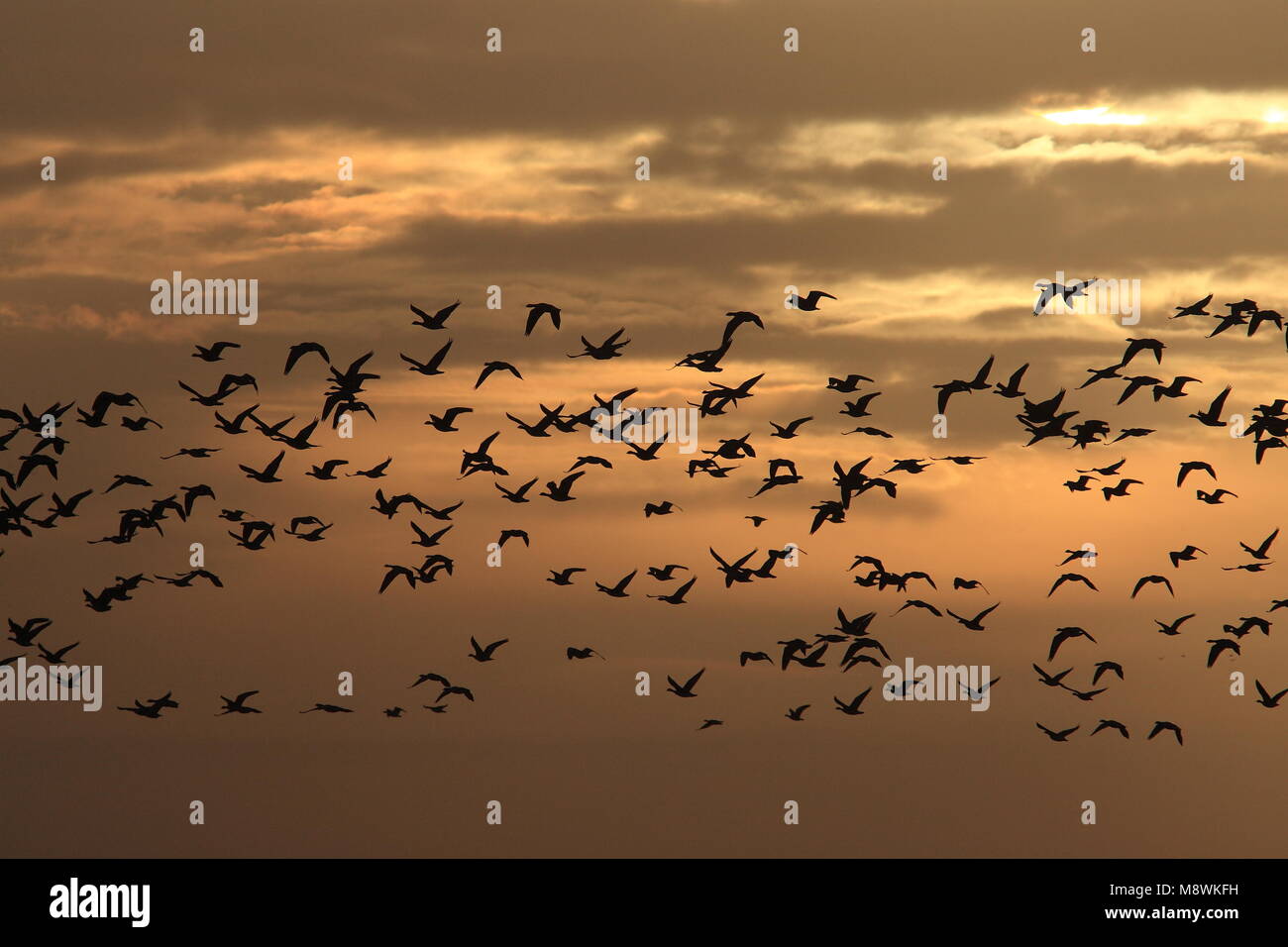 Grote groep overwinterende Brandganzen en Kolganzen; Large group of ...